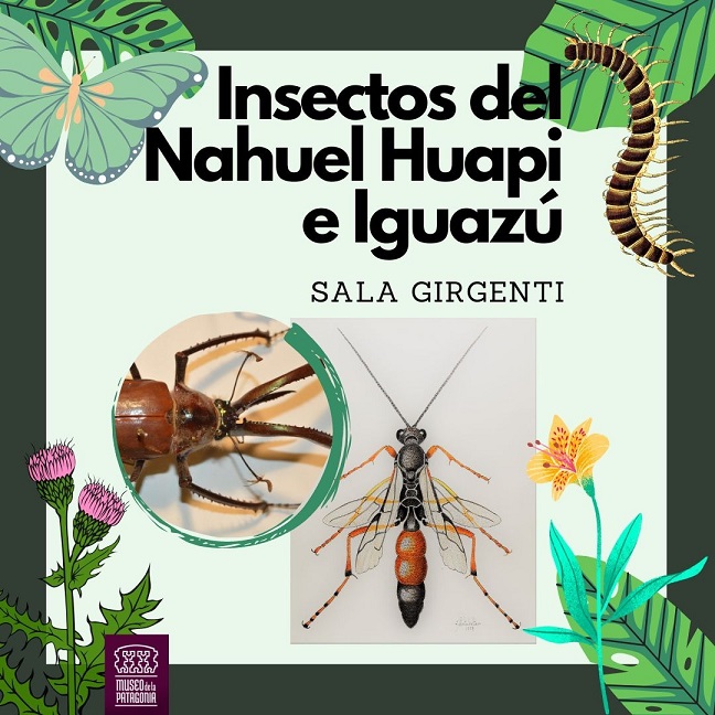 INSECTOS DEL NAHUEL HUAPI E IGUAZÚ EN EL MUSEO DE LA PATAGONIA ...