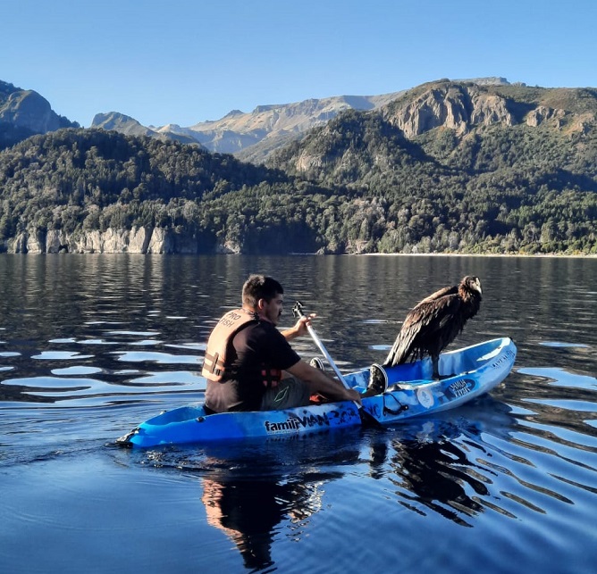 RESCATE DE UN CONDOR EN LAGO TRAFUL – Bariloche Digital