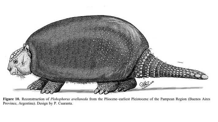 DESCRIBEN UNA NUEVA ESPECIE DE GLIPTODONTE EN ARGENTINA – Bariloche Digital