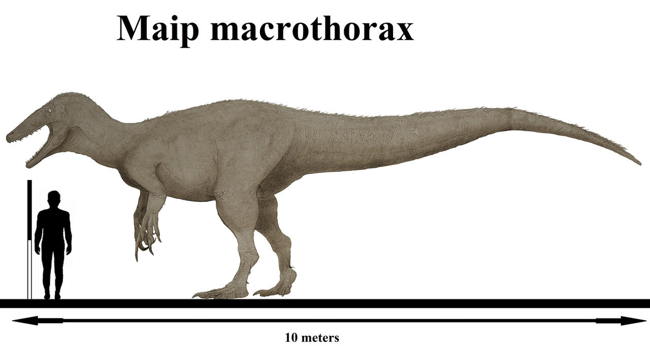 MAIP MACROTHORAX EL ÚLTIMO RAPTOR DESCUBIERTO HASTA AHORA – Bariloche ...