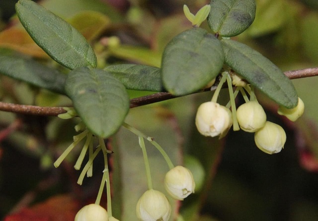 PRODIGIOSA PLANTA QUE PUEDE VER E IMITAR SIMULTÁNEAMENTE LAS HOJAS DE ...