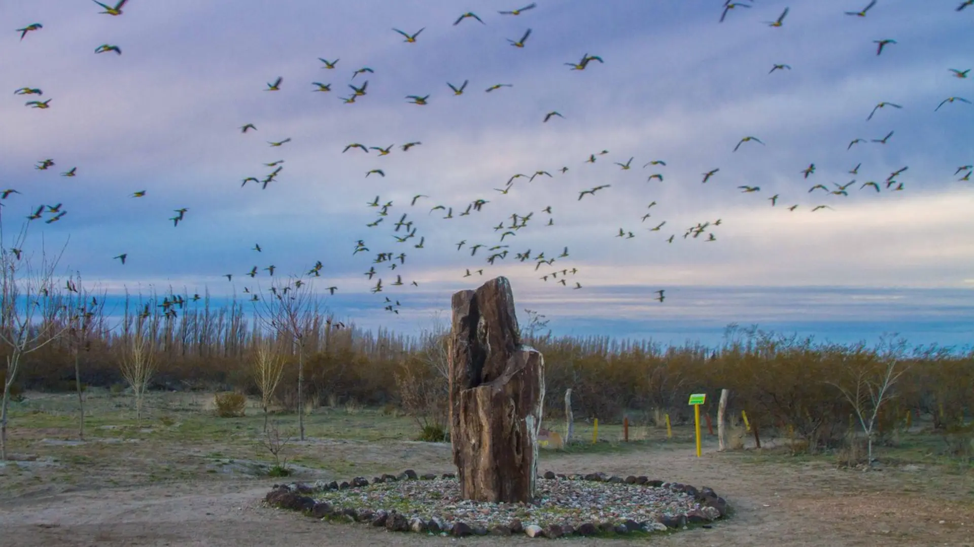 EL BOSQUE PETRIFICADO DE VALCHETA CELEBRÓ 23 AÑOS DE CONSERVACIÓN ...