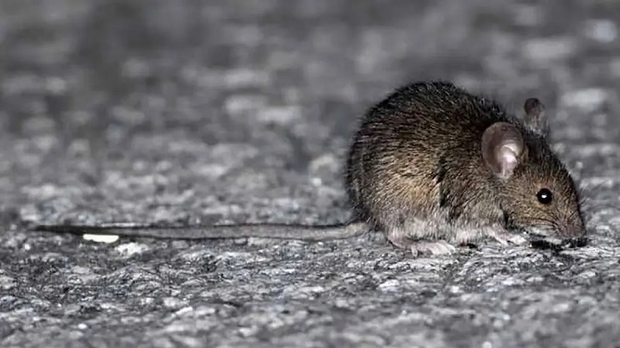 SE REITERAN RECOMENDACIONES PARA PREVENIR EL HANTAVIRUS EN LA REGIÓN ...