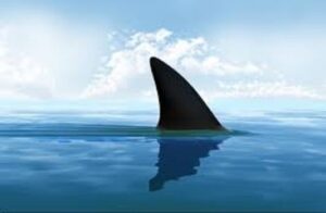 TIBURONES CON HAMBRE: DOS ATAQUES EN BRASIL Y OTRO EN FLORIDA ...